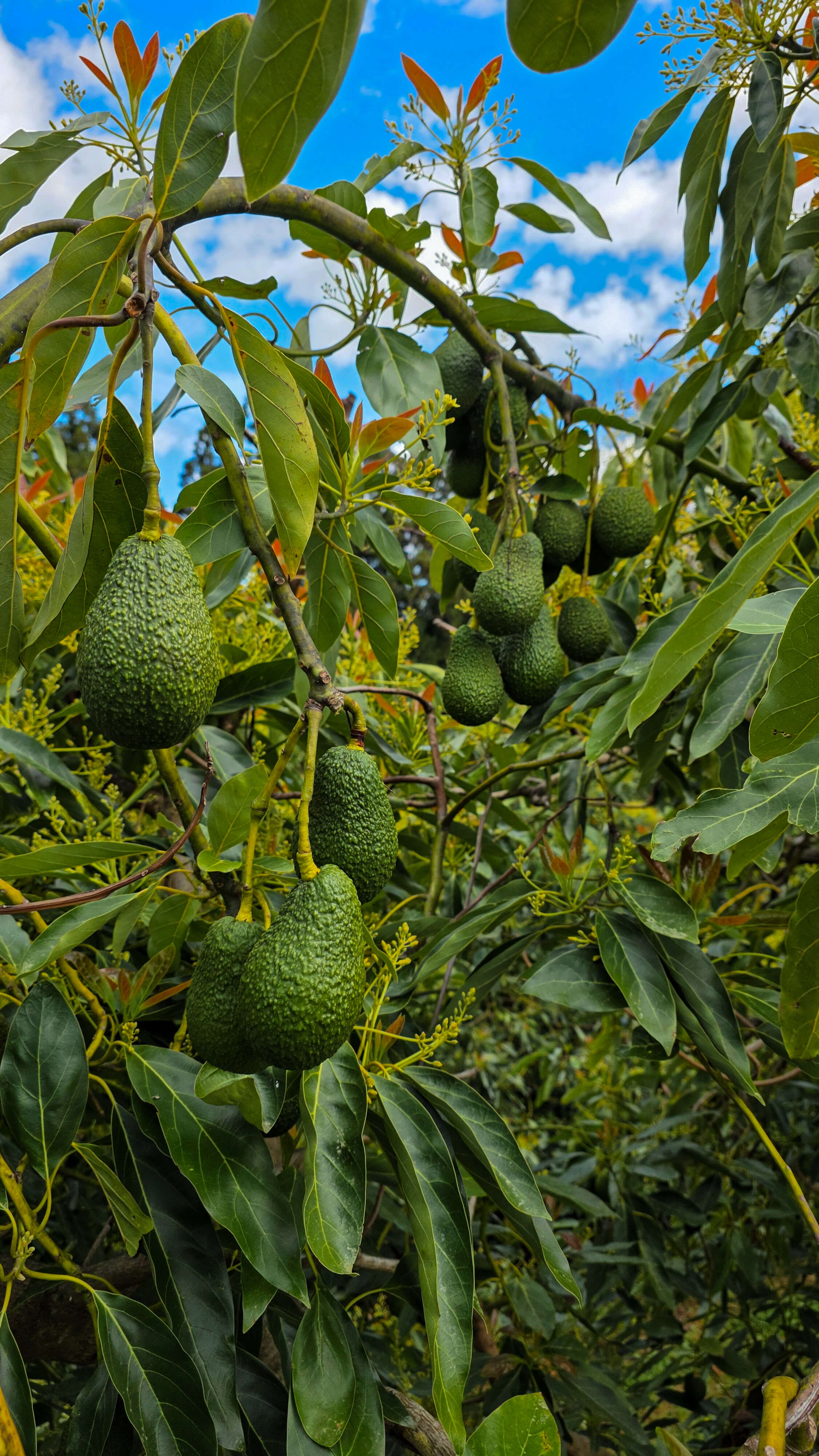 Avocado to you – Avocado To You