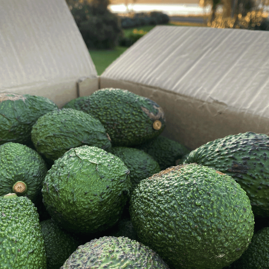 Products – Avocado To You